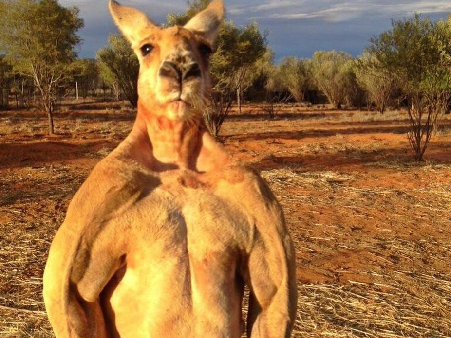 Morre canguru que ganhou fama mundial por ser enorme e musculoso ...