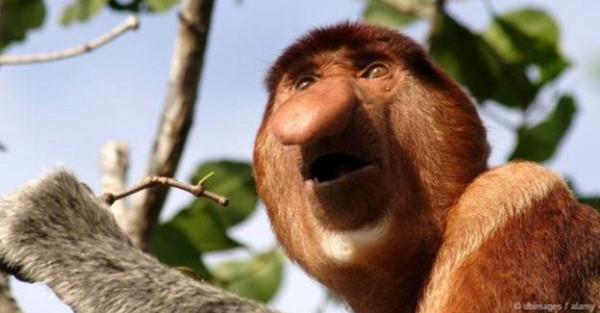 Conheça os animais que são considerados 'os mais feios' do mundo ...