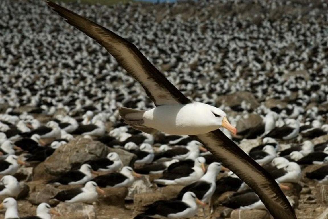 Você conhece o albatroz? Saiba curiosidades da reprodução deles ...