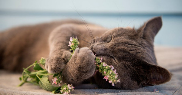 Conheça os benefícios da 'erva do gato', indicada para seu pet Conheça os benefícios da 'erva do gato', indicada para seu pet