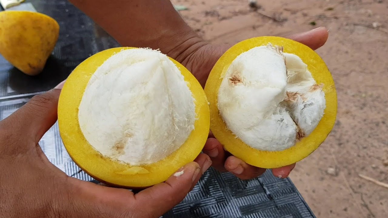 Conheça mais sobre o bacuri, uma fruta deliciosa do cerrado - meionorte.com