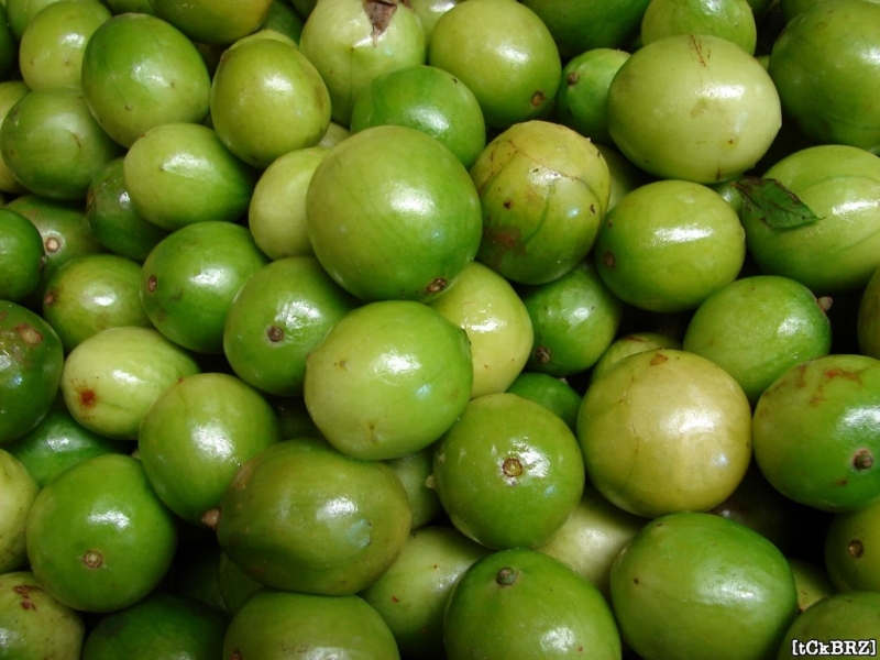 Delicioso e saudável: confira os incríveis benefícios do umbu ...