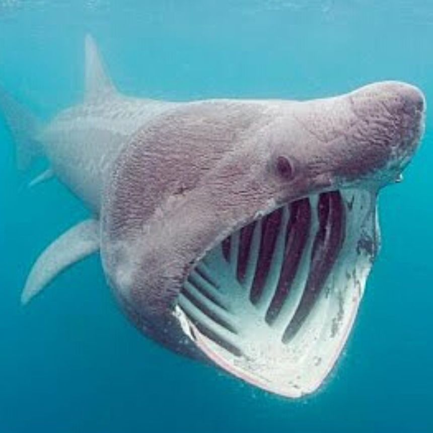 Saiba 7 animais assustadores de que não se deve ter medo - meionorte.com