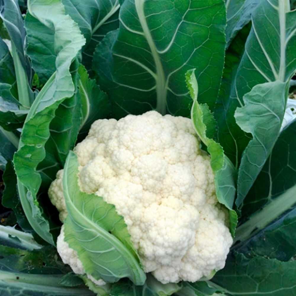 Benefícios da couve-flor: saiba por que é tão bom para a saúde ...