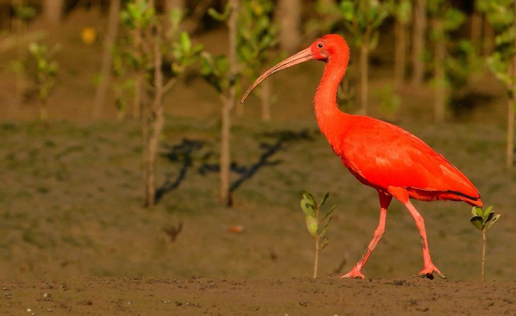 Fotojornalista André Pessoa mostra a beleza da revoada dos guarás ...
